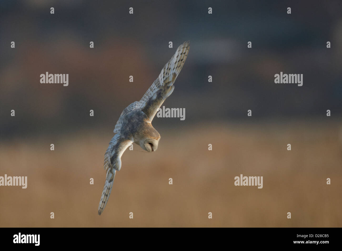 Juvenile barn owl in barn hi-res stock photography and images - Alamy