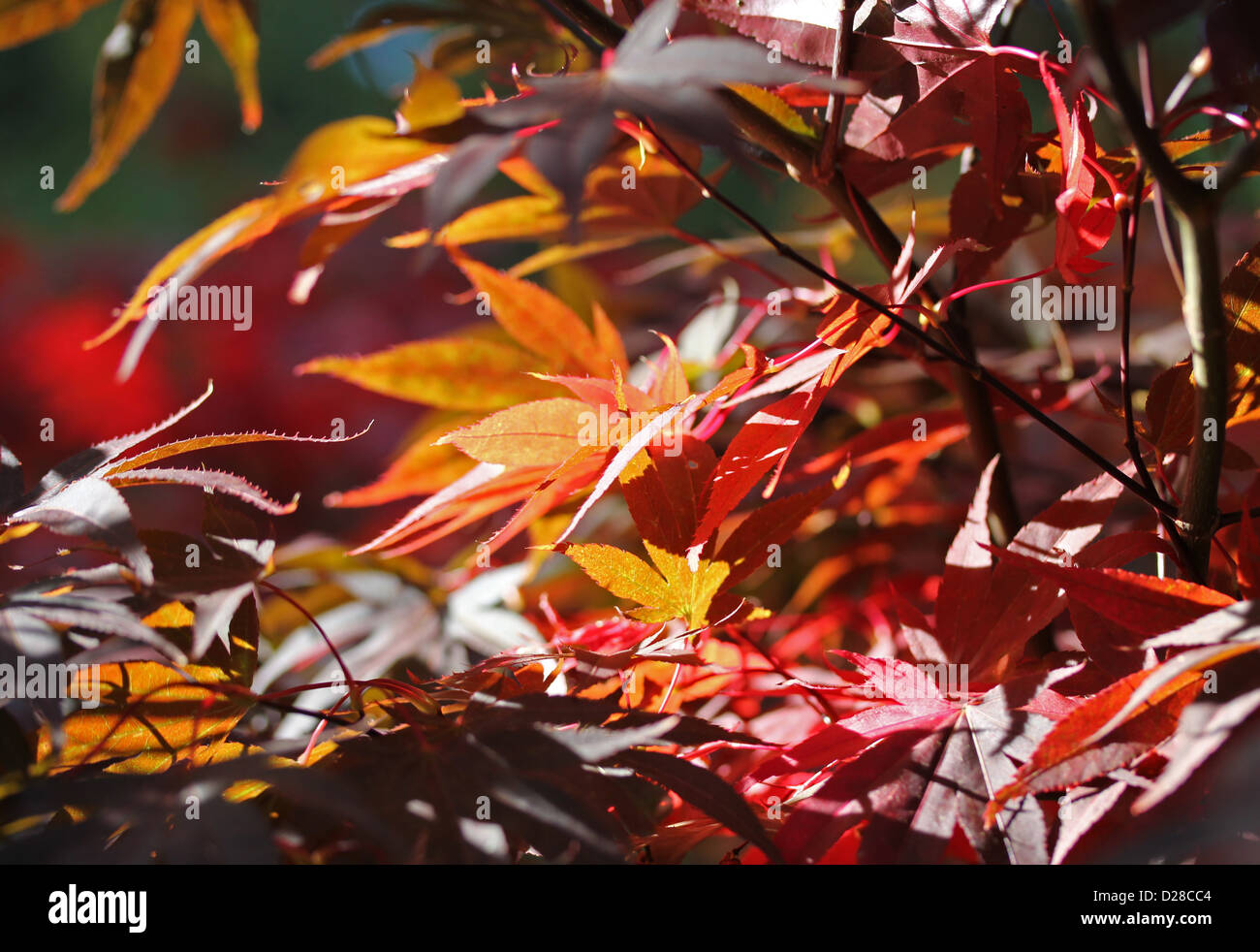 Acer tree in autumn colours Stock Photo - Alamy