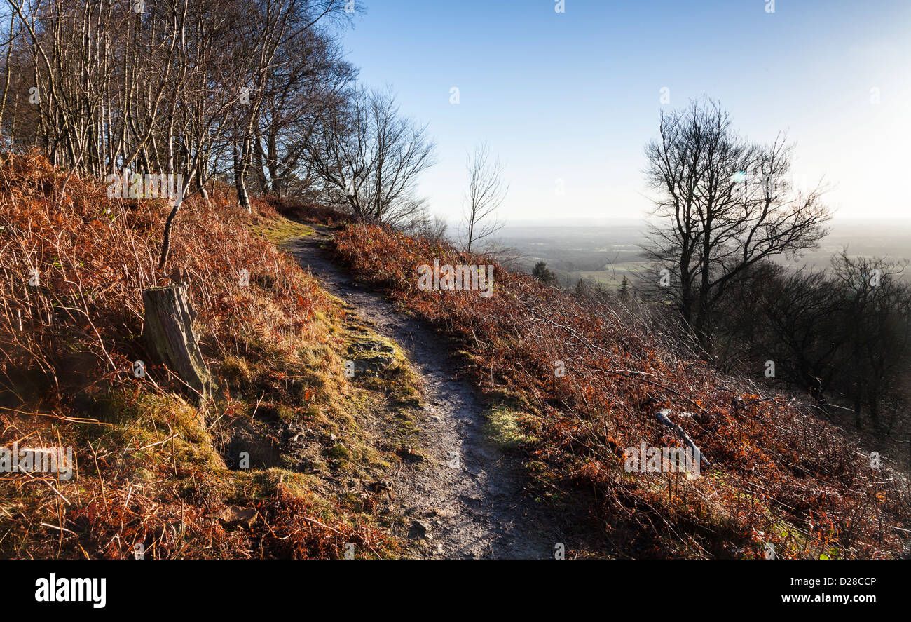 Forest Trail in the Surrey Hills Stock Photo - Alamy