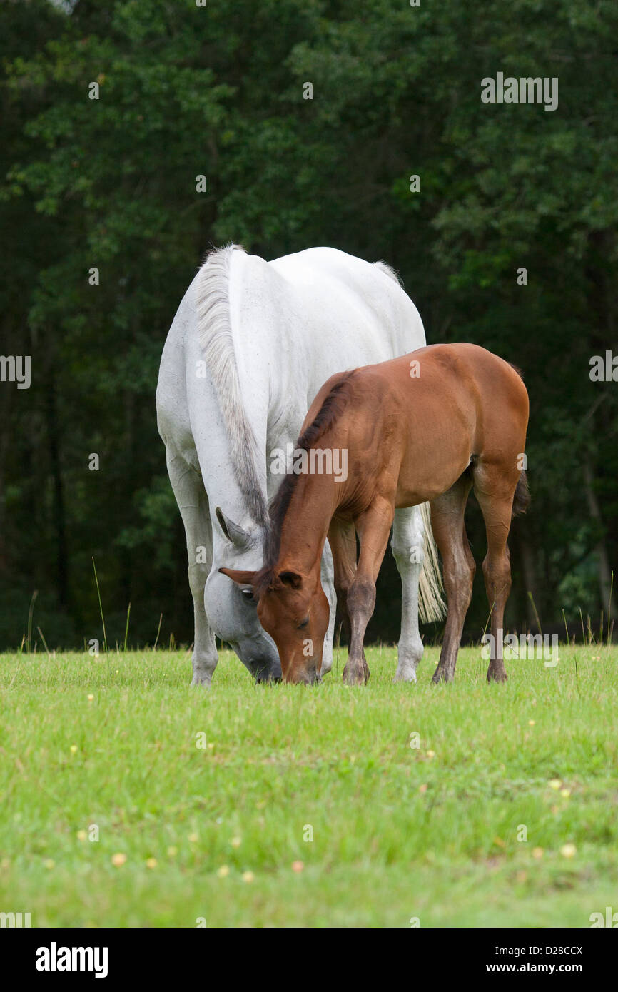 Oldenburg arabian horse hi-res stock photography and images - Alamy