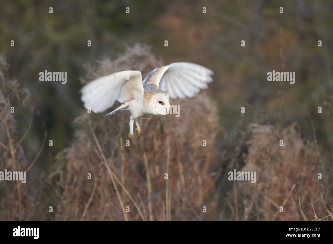 Barn Owl in flight Stock Photo - Alamy