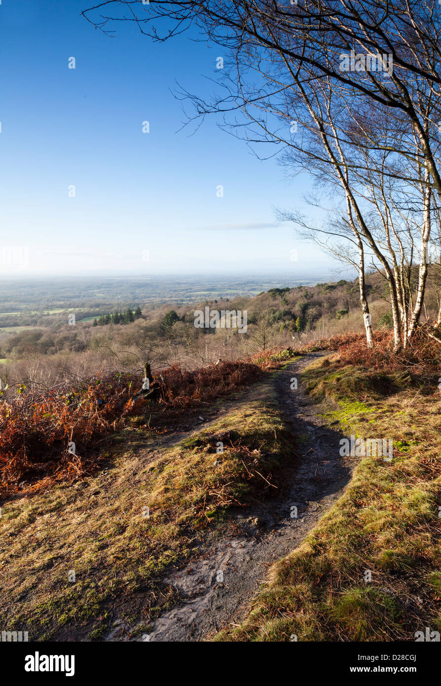 Forest Trail in the Surrey Hills Stock Photo - Alamy