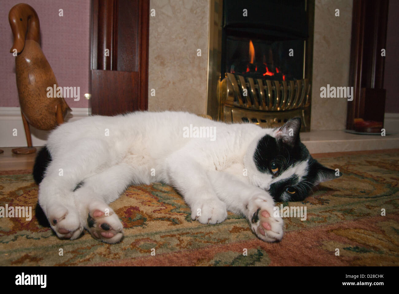 Cat by fire hi-res stock photography and images - Alamy