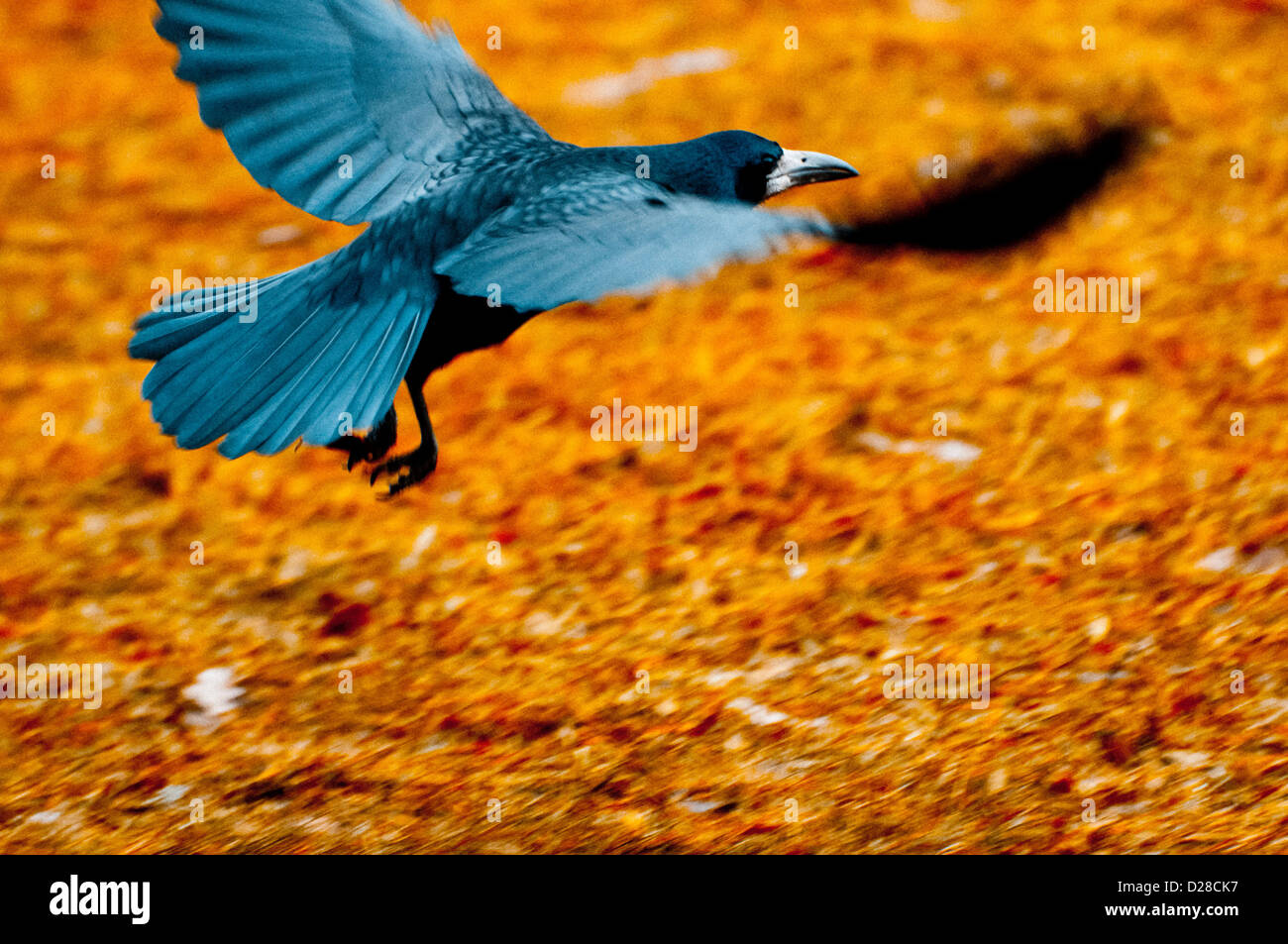 Carrion crow flying hi-res stock photography and images - Alamy