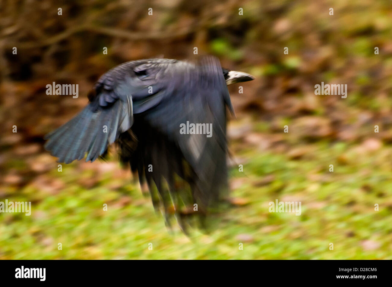 Crow flying hi-res stock photography and images - Alamy
