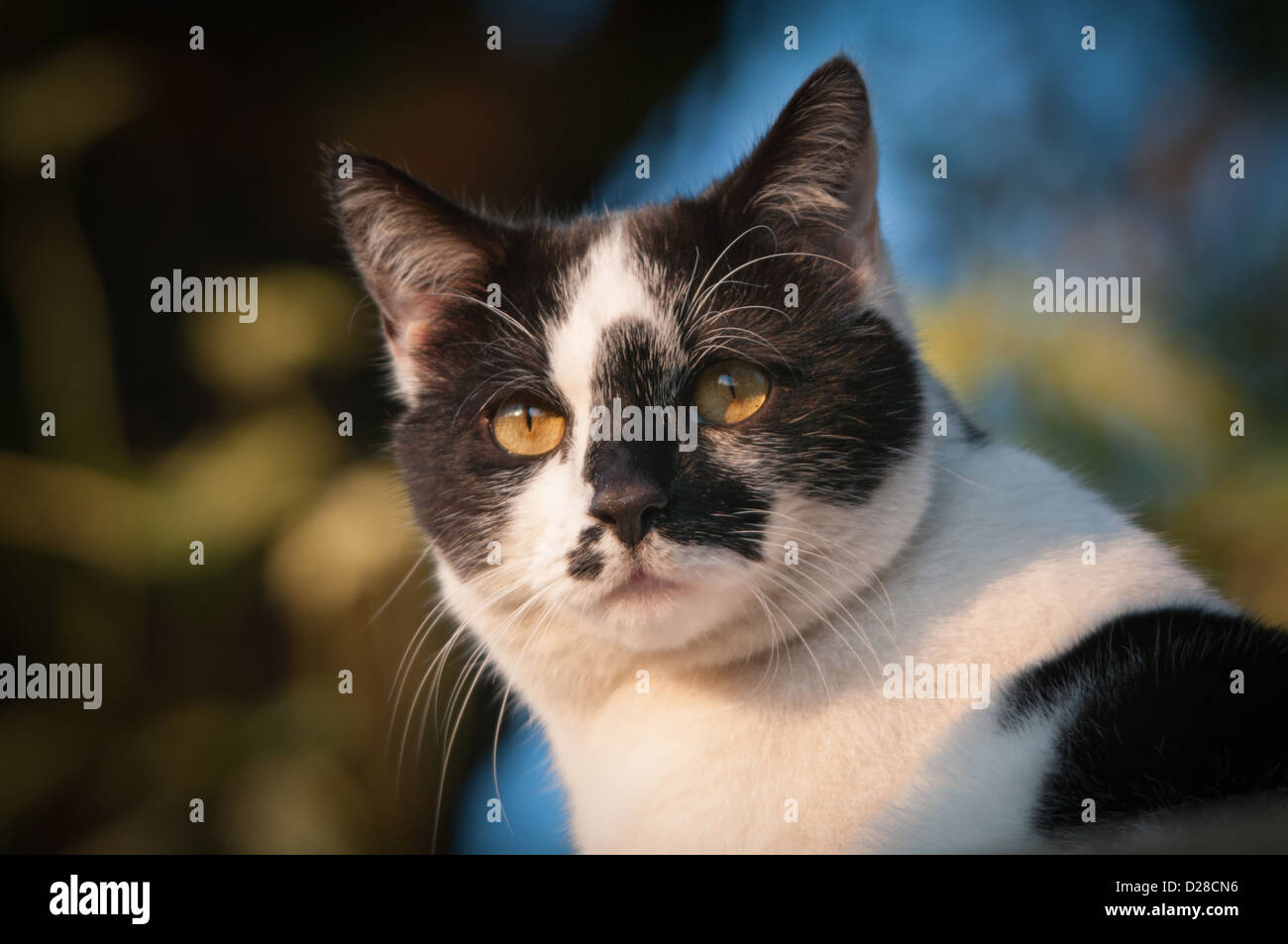 Black and white cat , head shot outdoors Stock Photo - Alamy