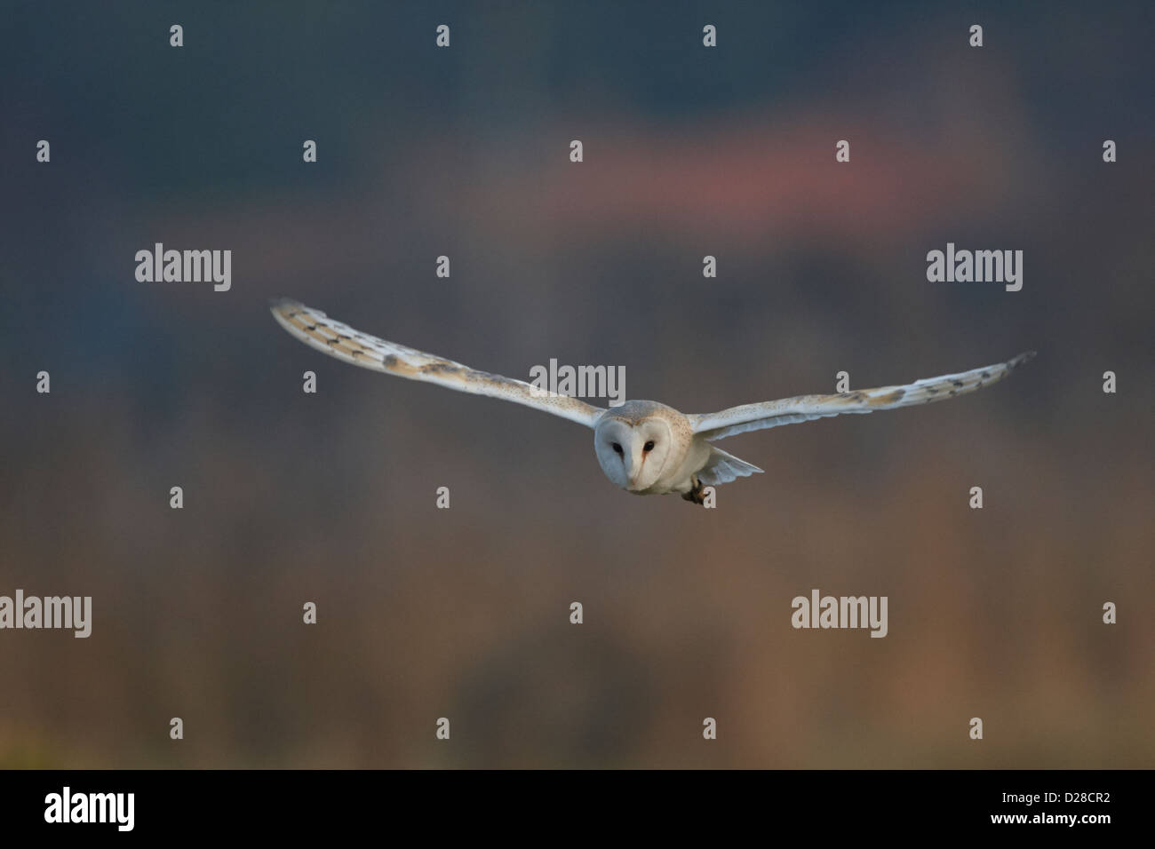 Barn Owl in flight Stock Photo - Alamy
