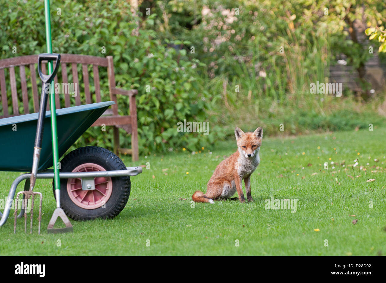 Suburban fox hi-res stock photography and images - Alamy