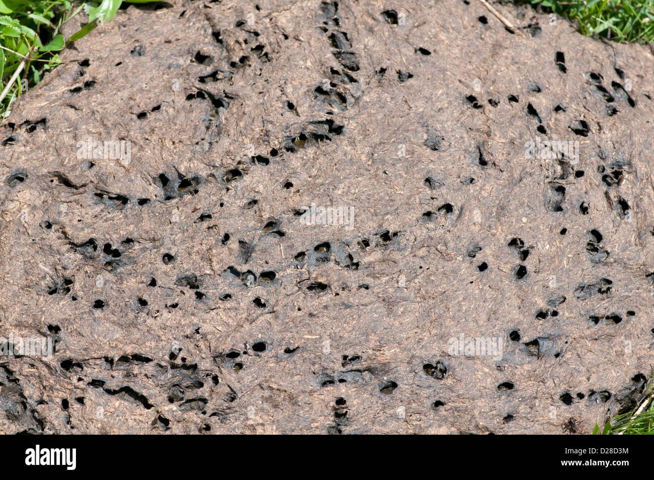 Healthy Cow Pat with large numbers of insects due to minimal use of ...