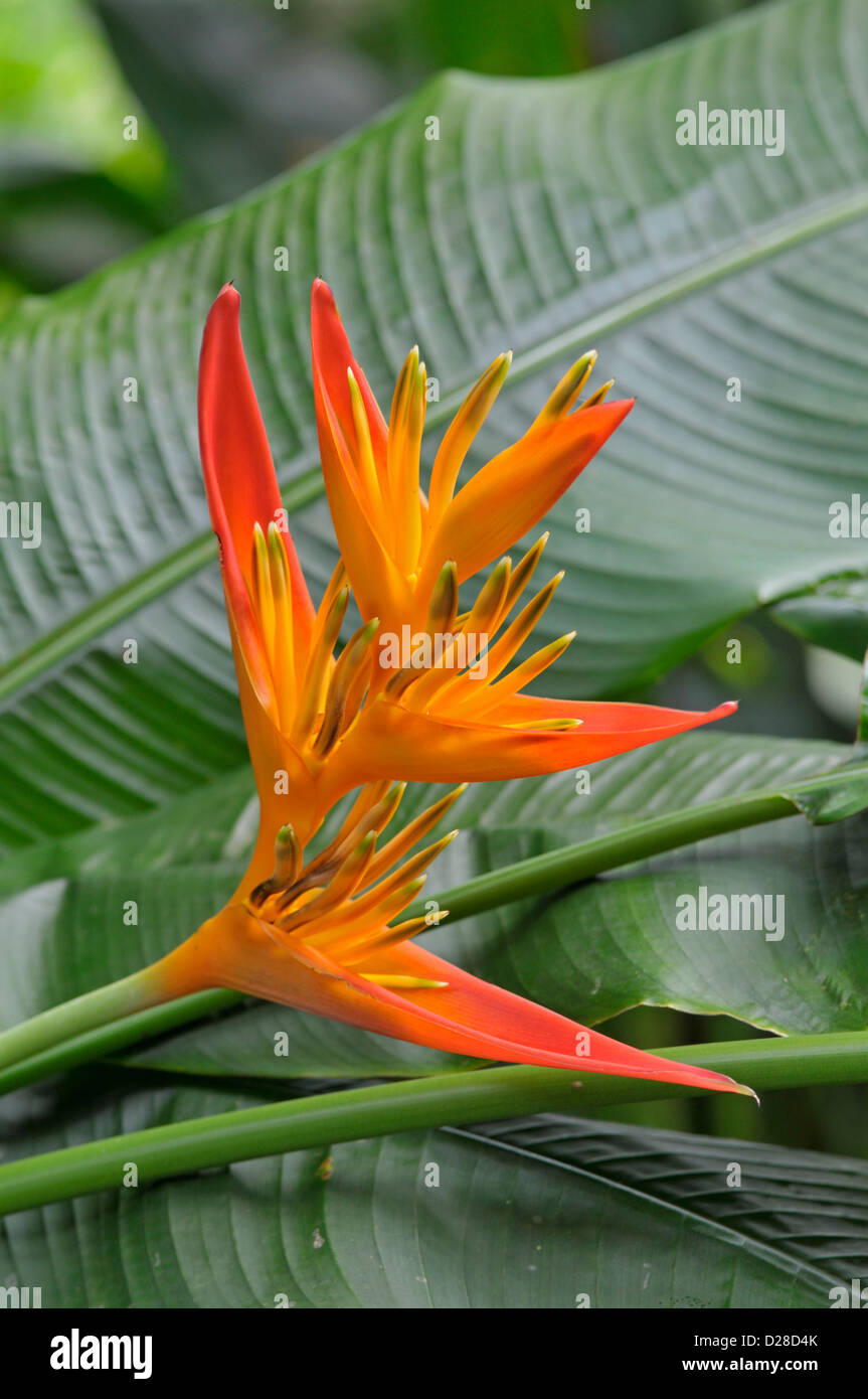 Parrot's Flower: Heliconia psittacorum Stock Photo - Alamy
