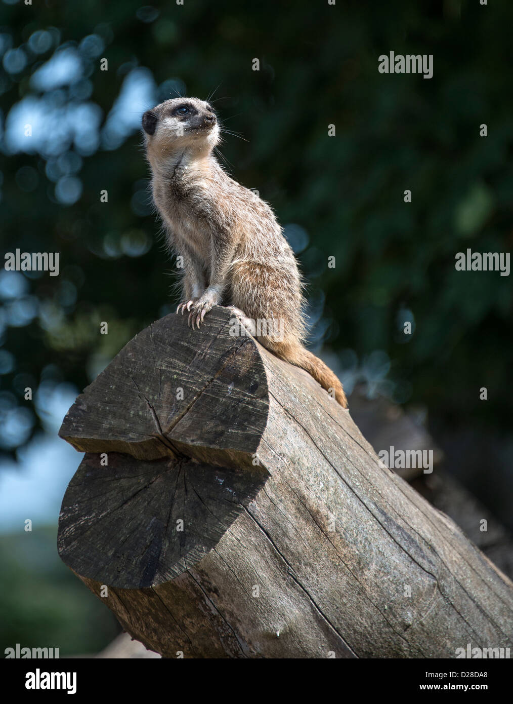 Meerkat look out hi-res stock photography and images - Alamy