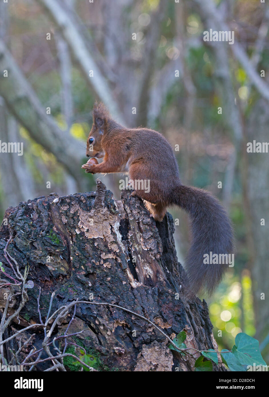 Red Squirrel (Sciurus vulgaris) Isle of Wight, England Stock Photo - Alamy
