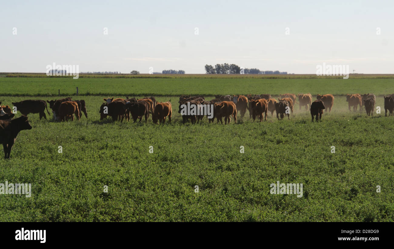 Lot of cows Stock Photo - Alamy