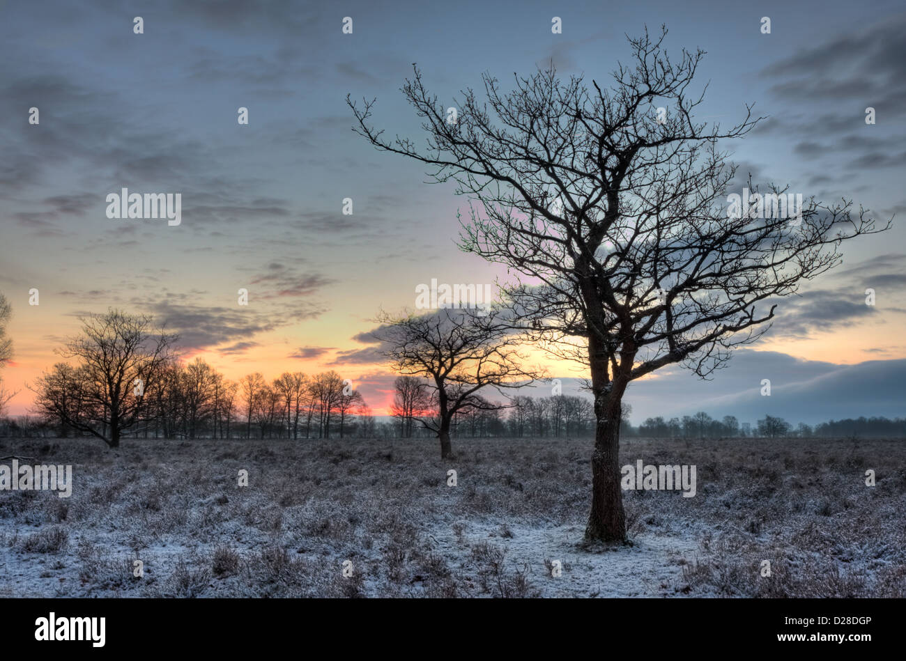 Silhouette of a bare oak tree on a snowy moor just before sunrise Stock ...