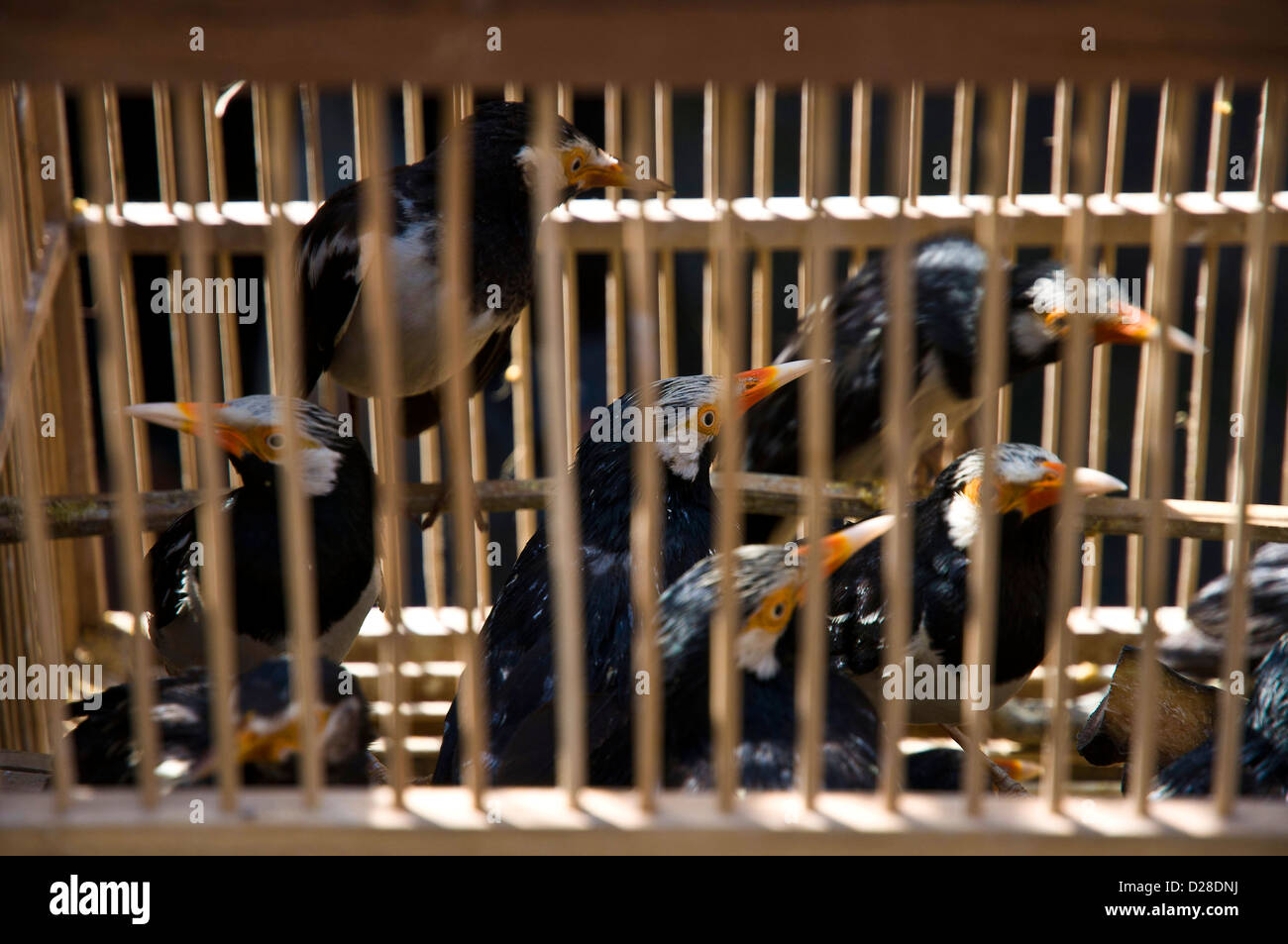 Row bird cages hi-res stock photography and images - Alamy