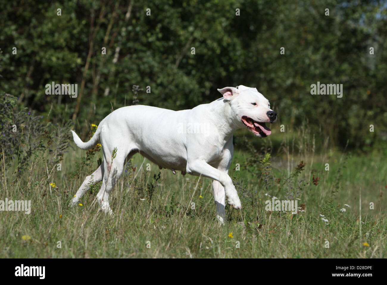Dog Dogo Argentino / Dogue Argentin (natural ears) adult running in a ...