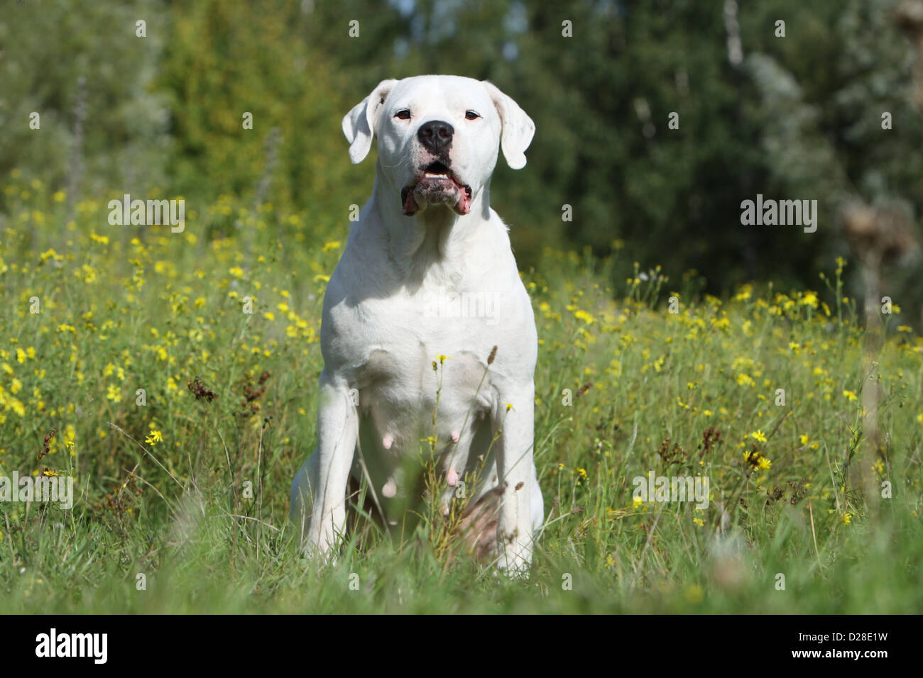 Dogo Argentino Uncropped Ears