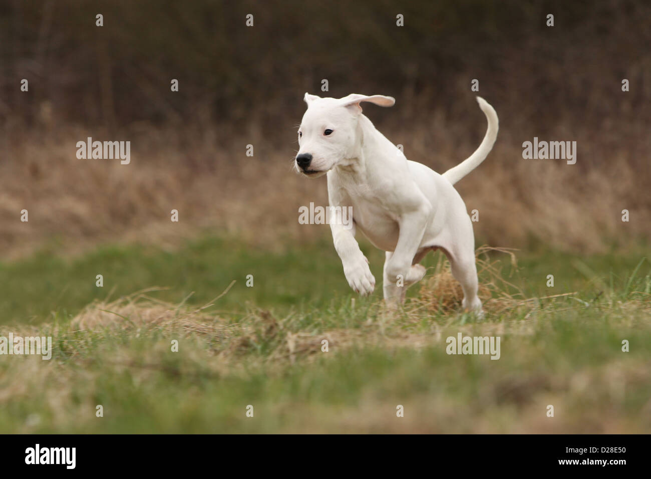 Dog Dogo Argentino / Dogue Argentin (natural ears) puppy running in a ...