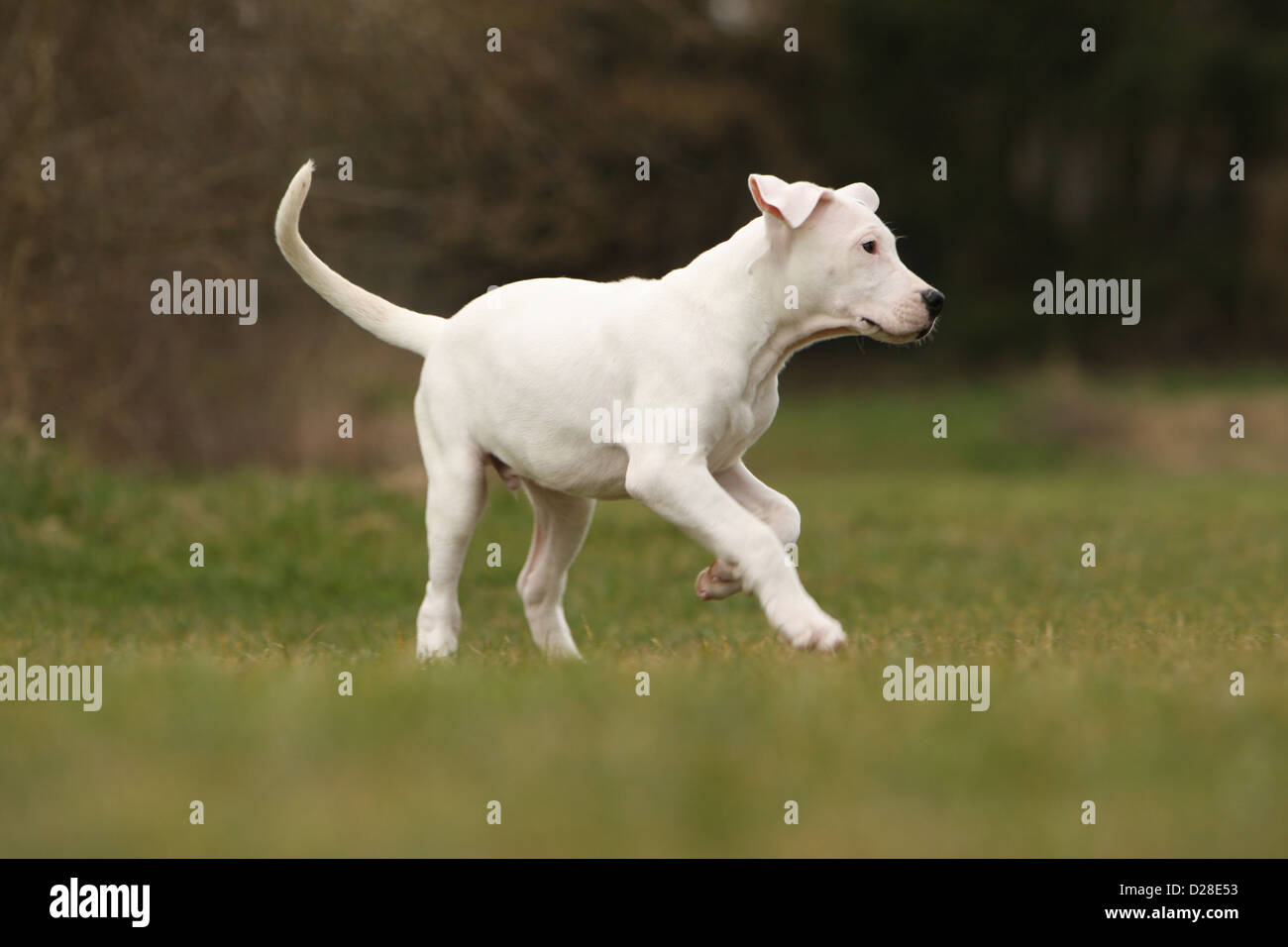 Dog Dogo Argentino / Dogue Argentin (natural ears) puppy running in a ...