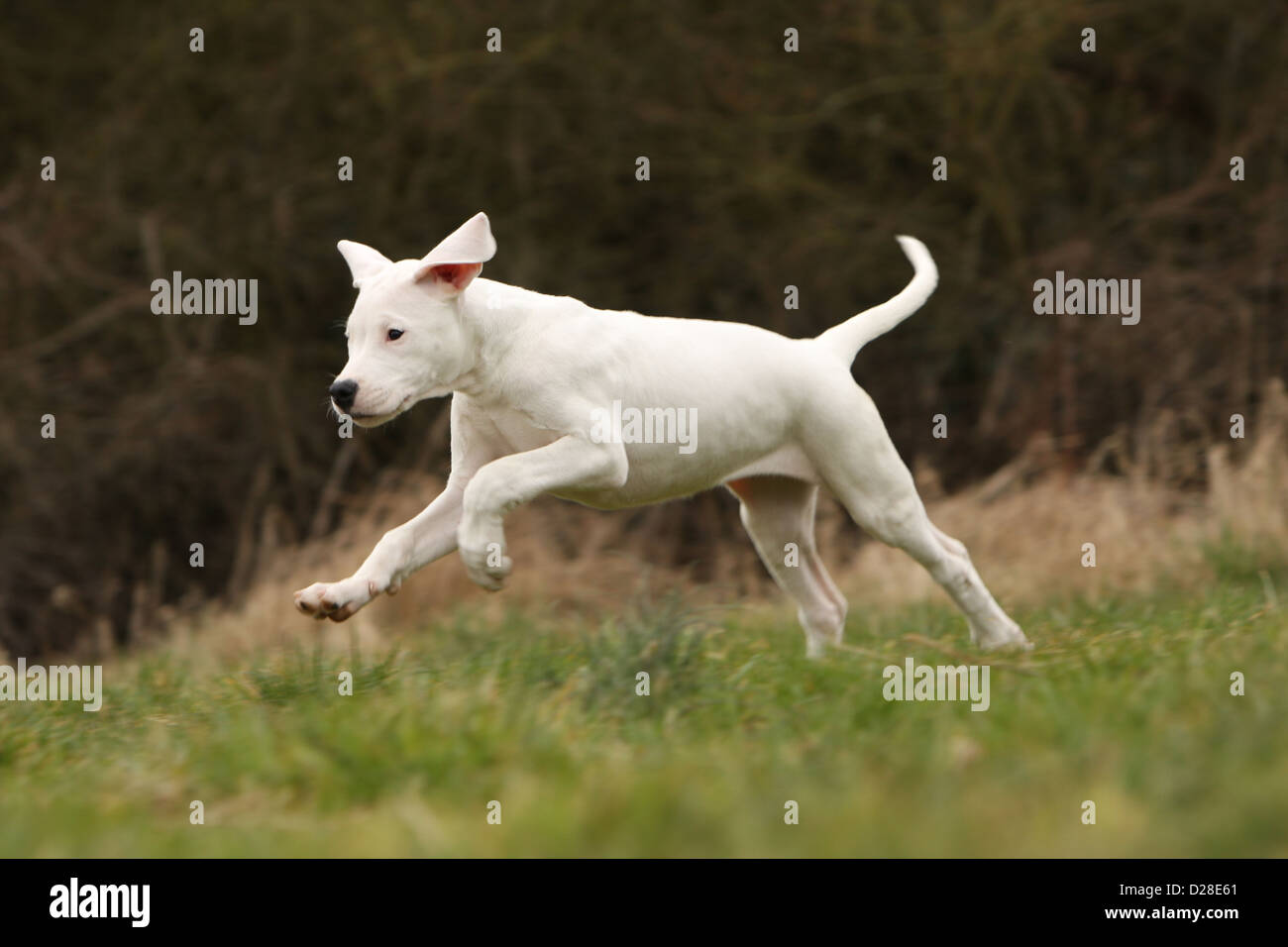 Dog Dogo Argentino / Dogue Argentin (natural ears) puppy running Stock ...