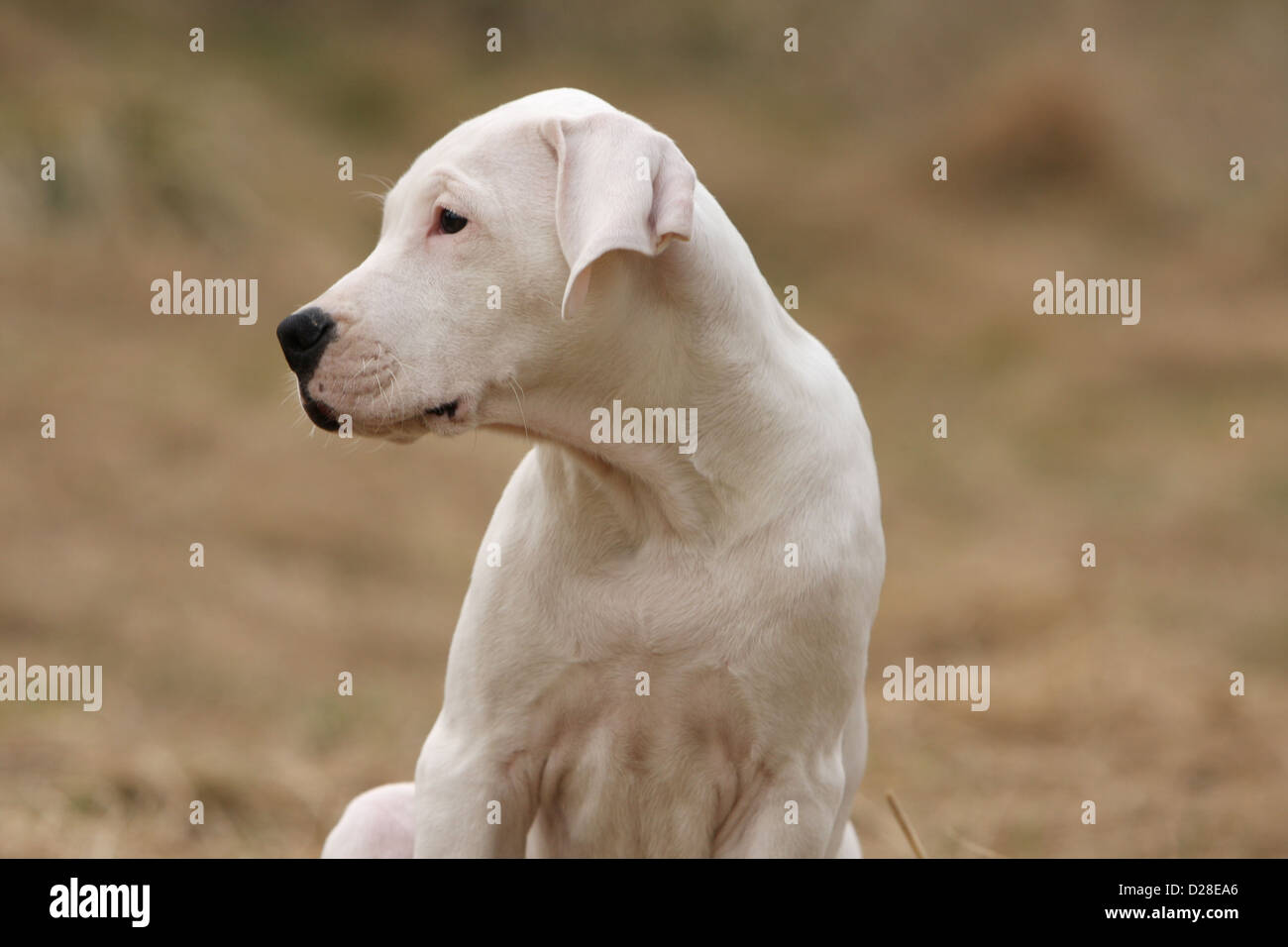 Dog Dogo Argentino / Dogue Argentin (natural ears) puppy portrait ...
