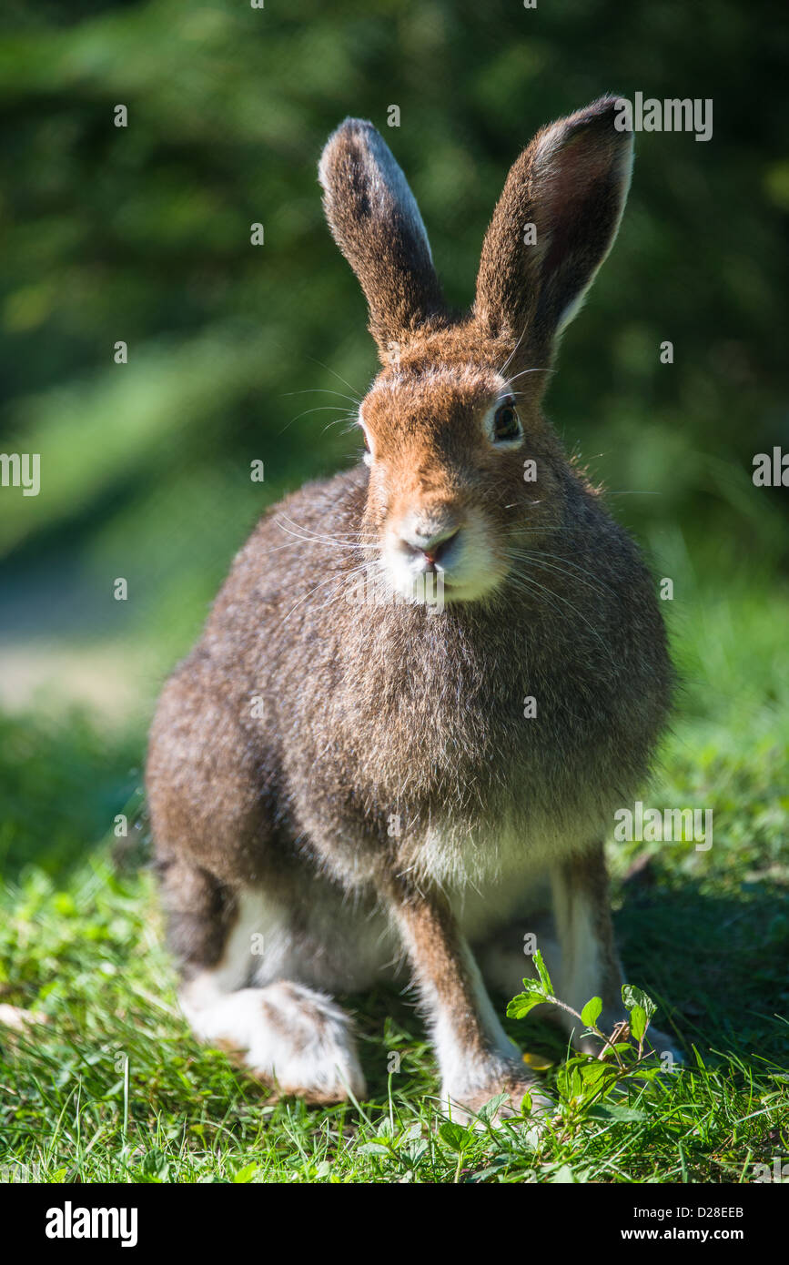Brown Arctic Hare