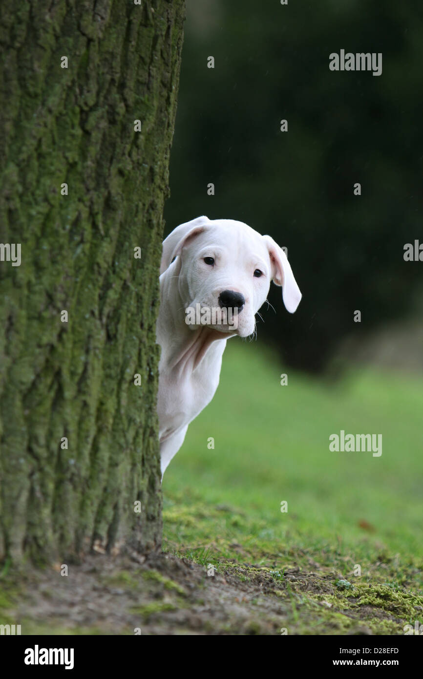 Dog Dogo Argentino / Dogue Argentin (natural ears) puppy behind a tree ...