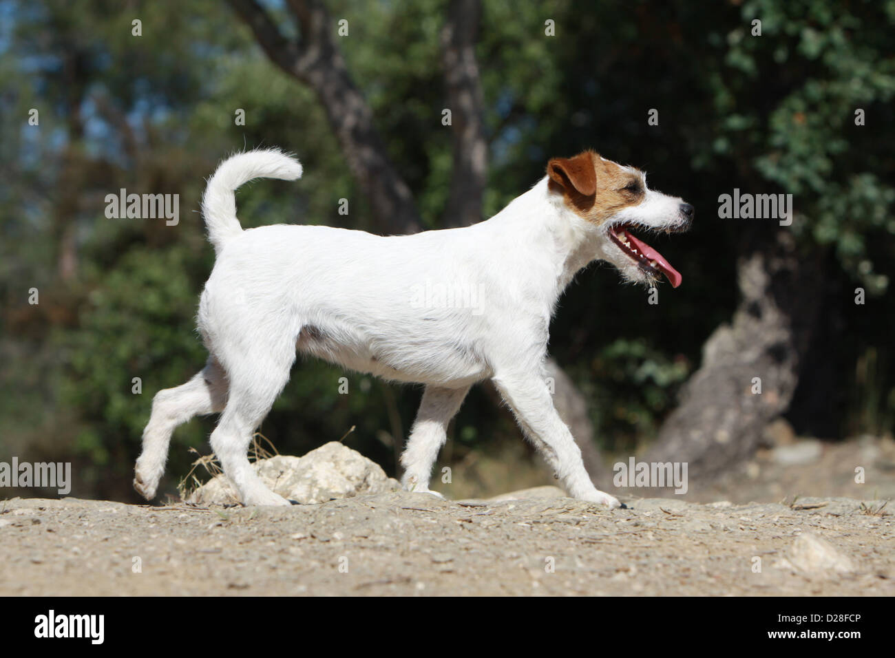 Reverend john russell hi-res stock photography and images - Alamy