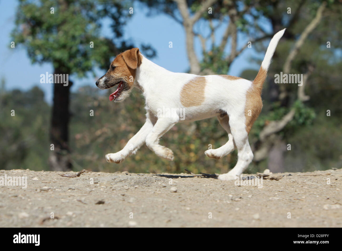 Dog Parson Russell Terrier puppy running in a wood Stock Photo - Alamy