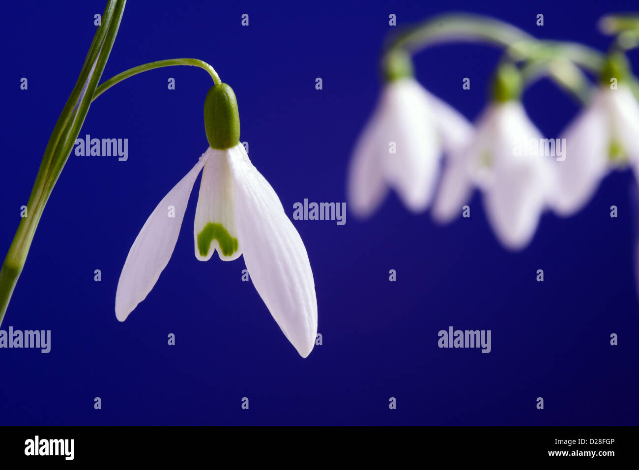 white common snowdrop flower on blue background Stock Photo - Alamy