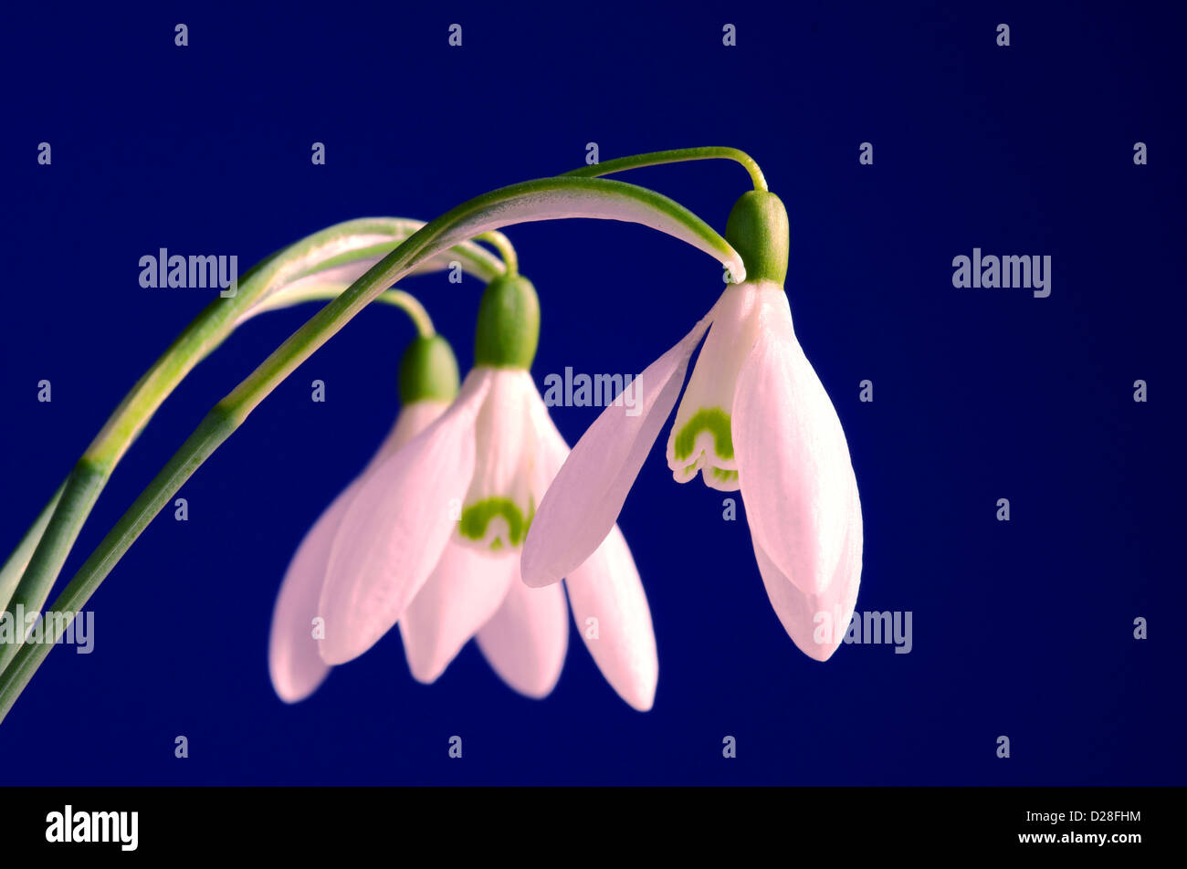white common snowdrop flower on blue background Stock Photo - Alamy