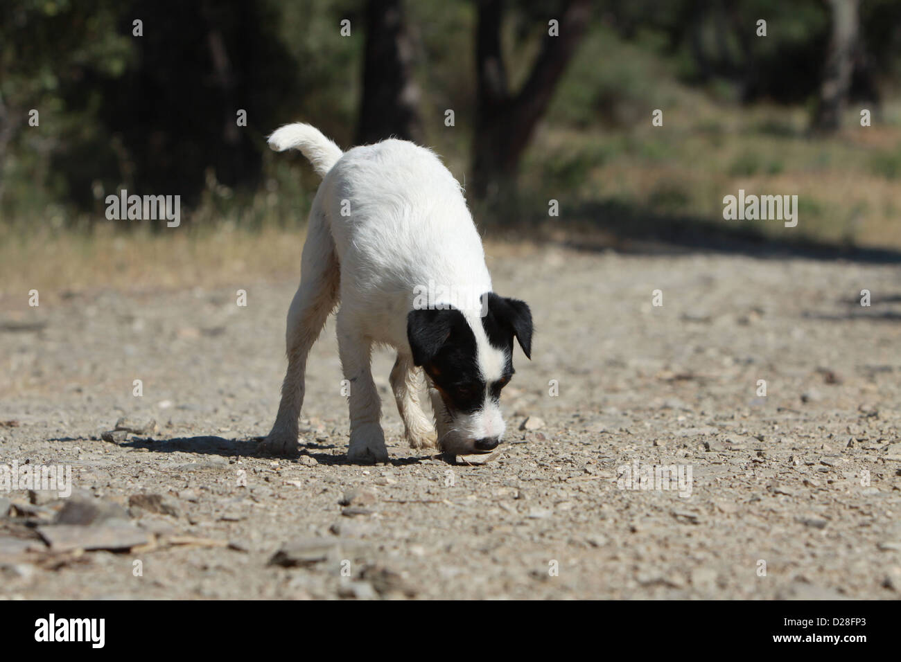 Dog Parson Russell Terrier adult smell the ground Stock Photo - Alamy