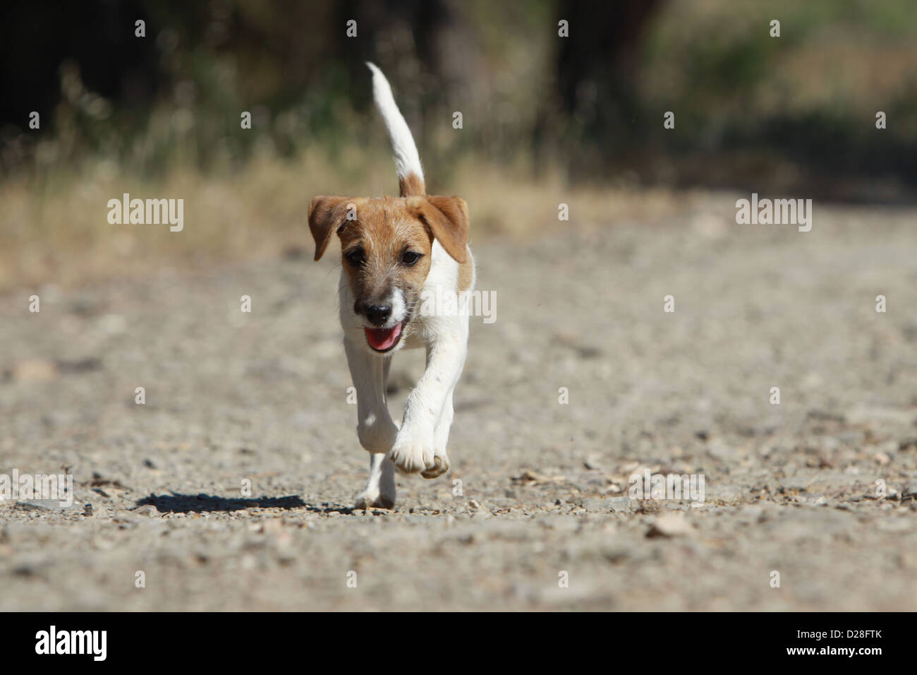 Dog Parson Russell Terrier puppy running face Stock Photo - Alamy