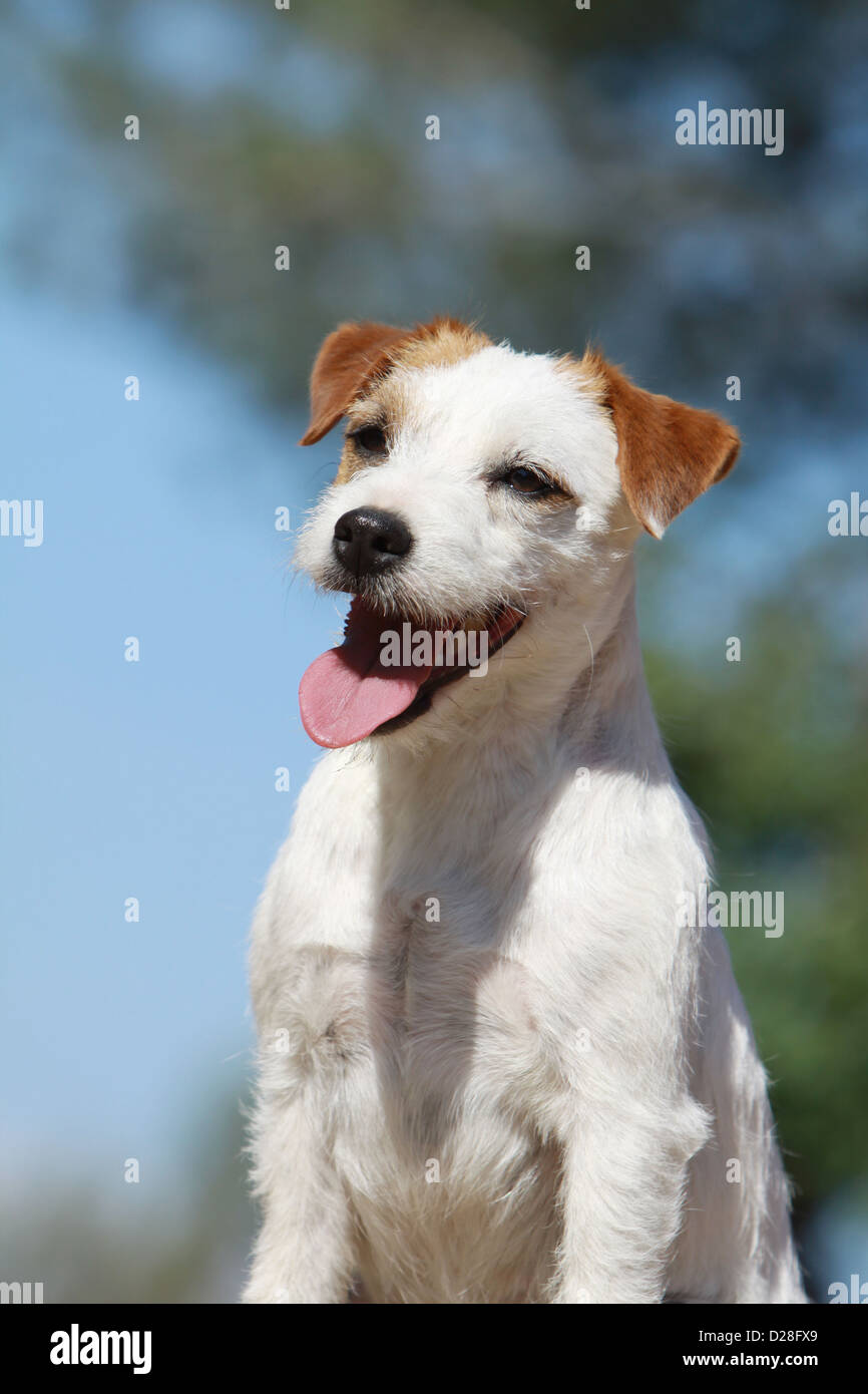 Dog Parson Russell Terrier puppy portrait Stock Photo - Alamy