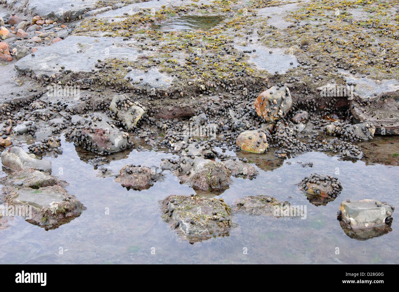 Broad Ledge Lyme Regis Jurassic Coast Dorset low tide rock pools Stock ...