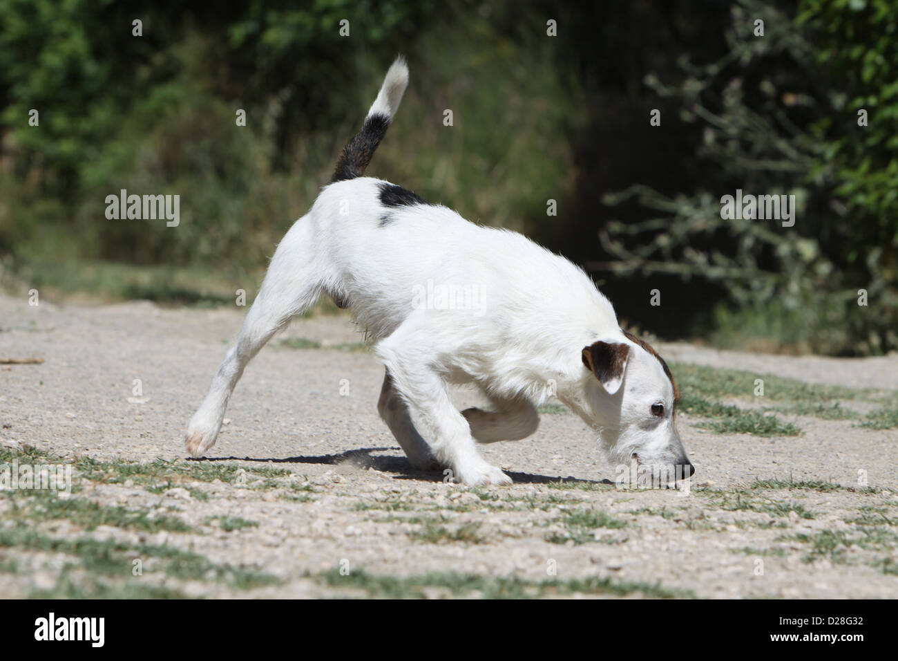 Dog Parson Russell Terrier adult smell the ground Stock Photo - Alamy