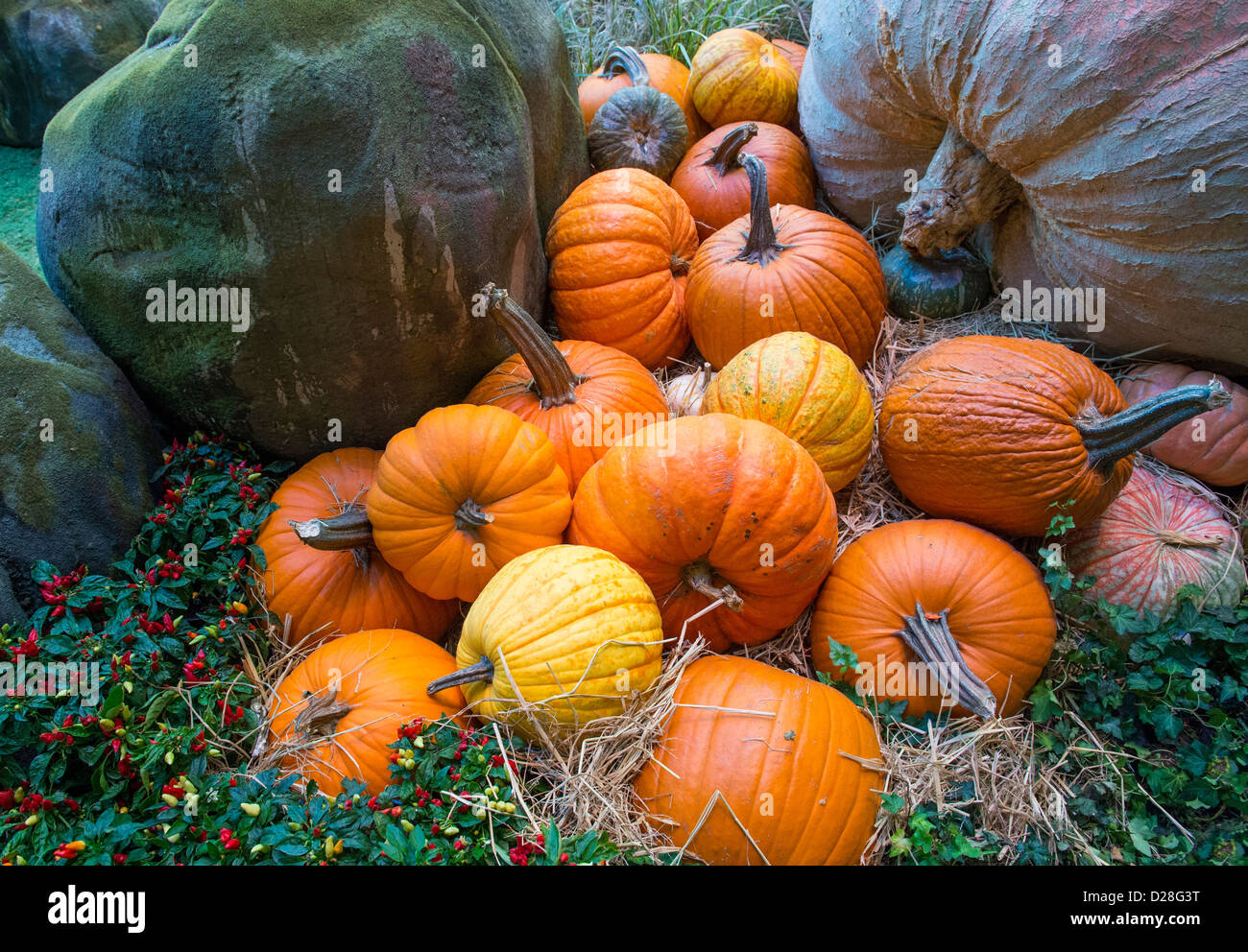 A variety of colorful pumpkins Stock Photo - Alamy