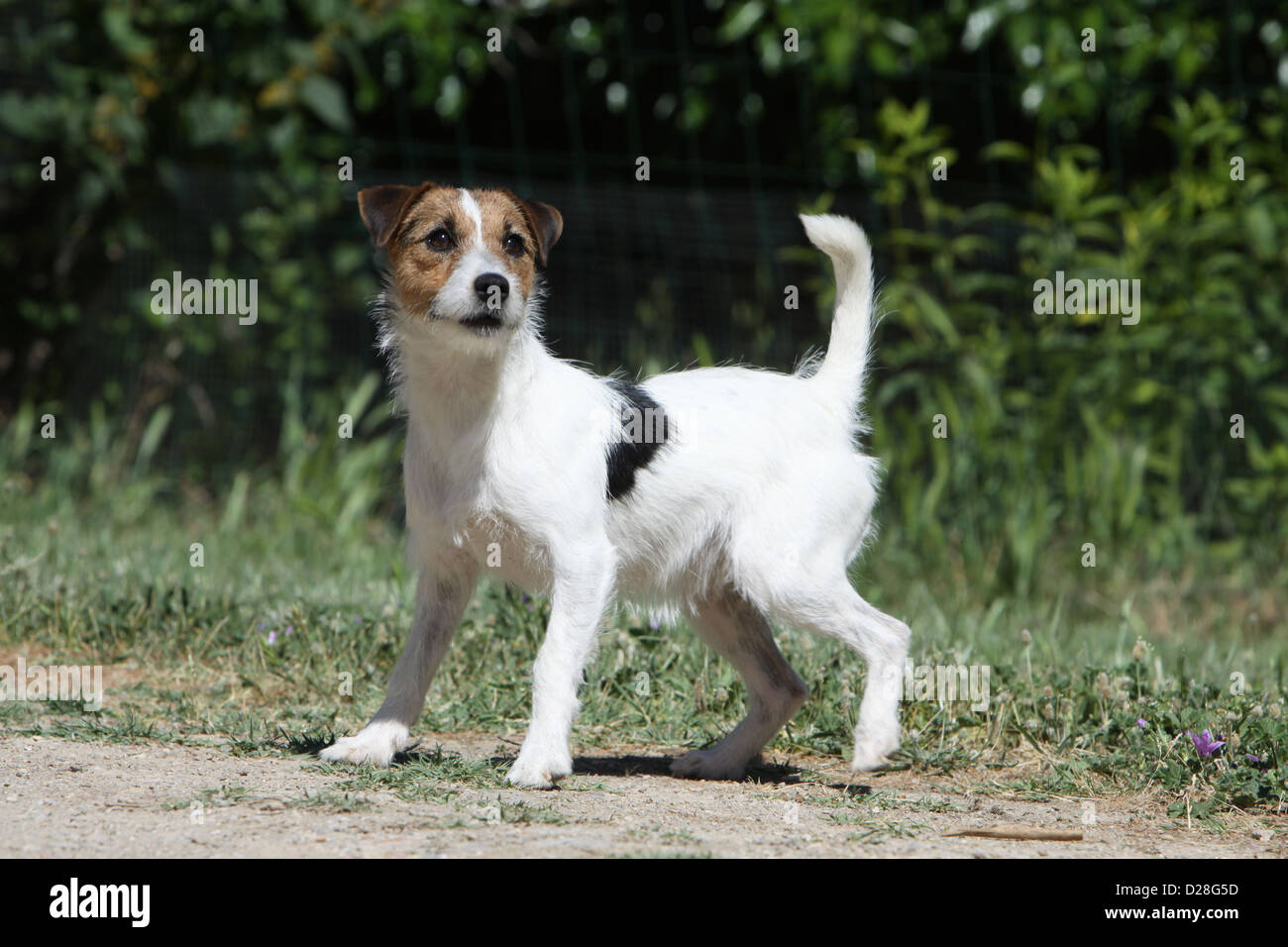 Reverend john russell hi-res stock photography and images - Alamy