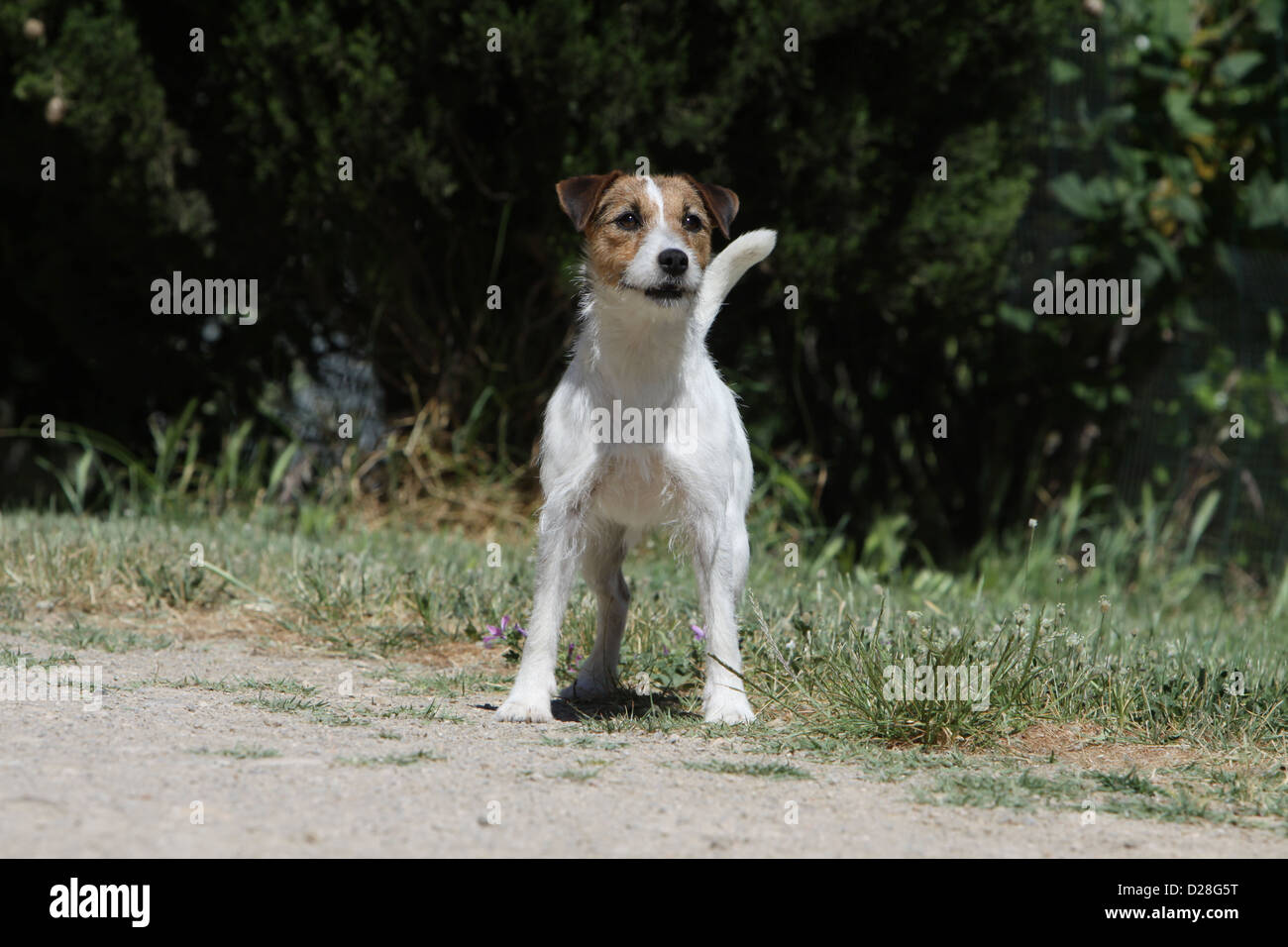 Dog Parson Russell Terrier adult standing face Stock Photo - Alamy
