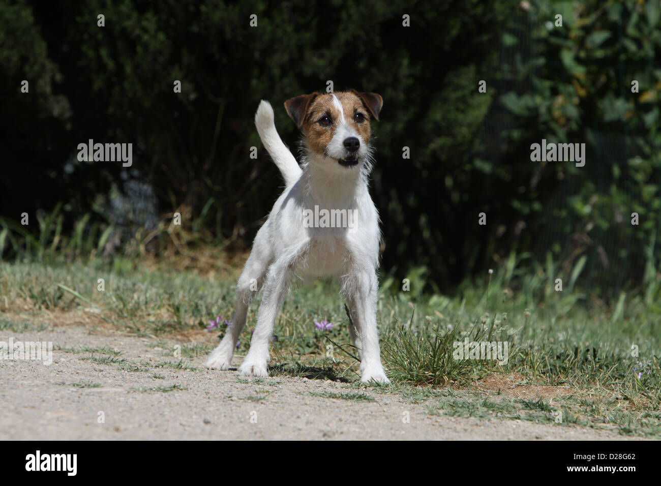 Dog Parson Russell Terrier adult standing face Stock Photo - Alamy
