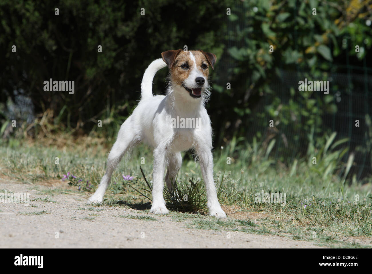 Reverend john russell hi-res stock photography and images - Alamy