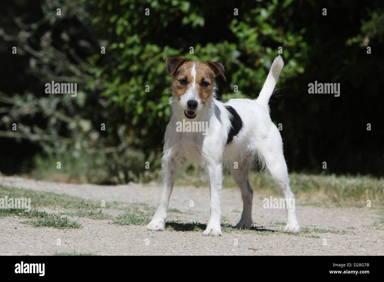 Reverend john russell hi-res stock photography and images - Alamy