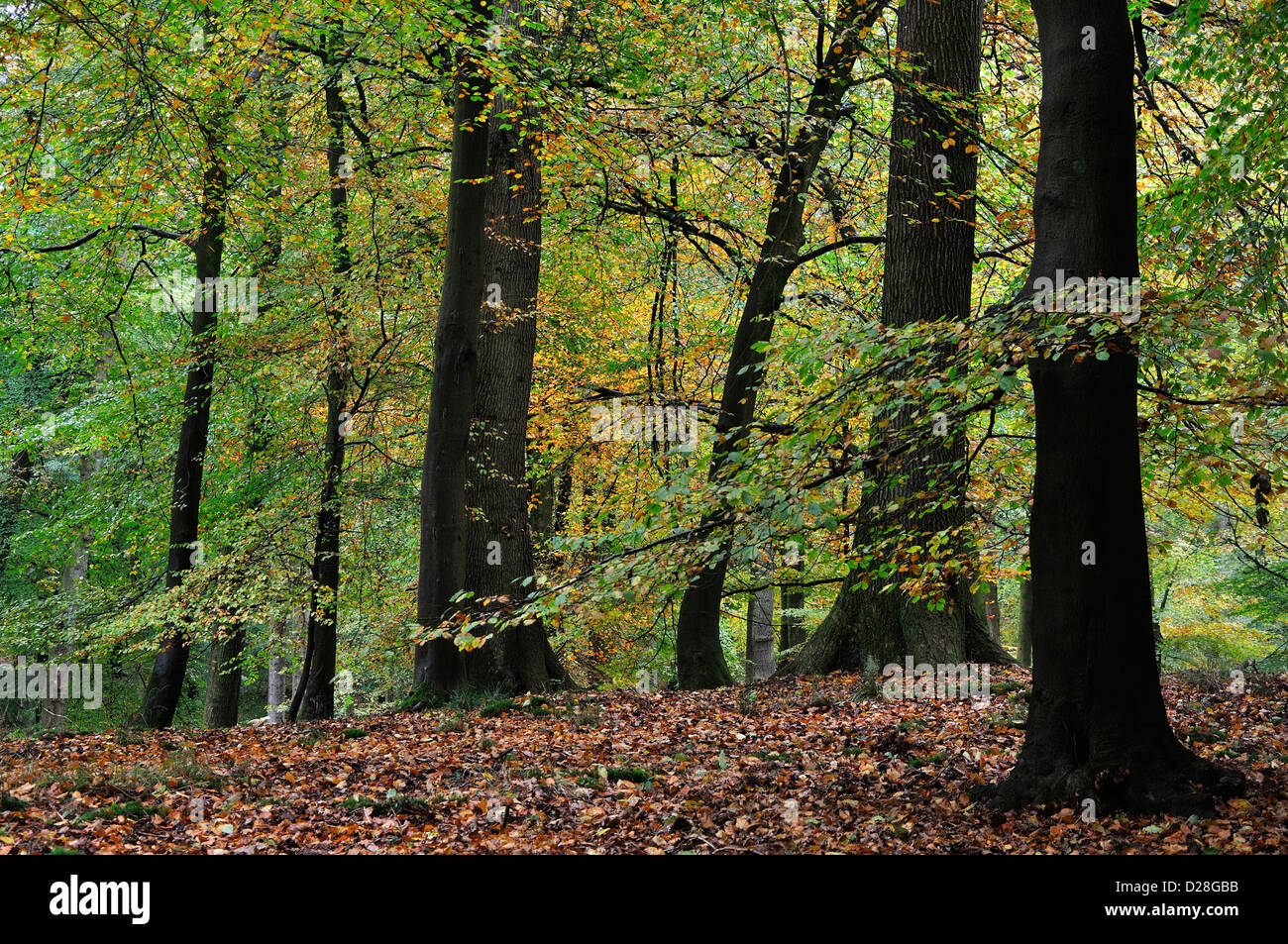 Forest Of Dean Autumn High Resolution Stock Photography and Images - Alamy