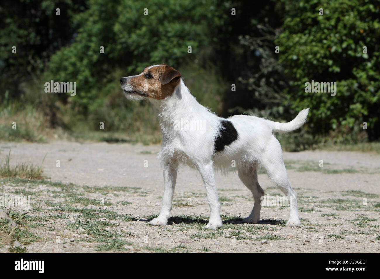 Reverend john russell hi-res stock photography and images - Alamy