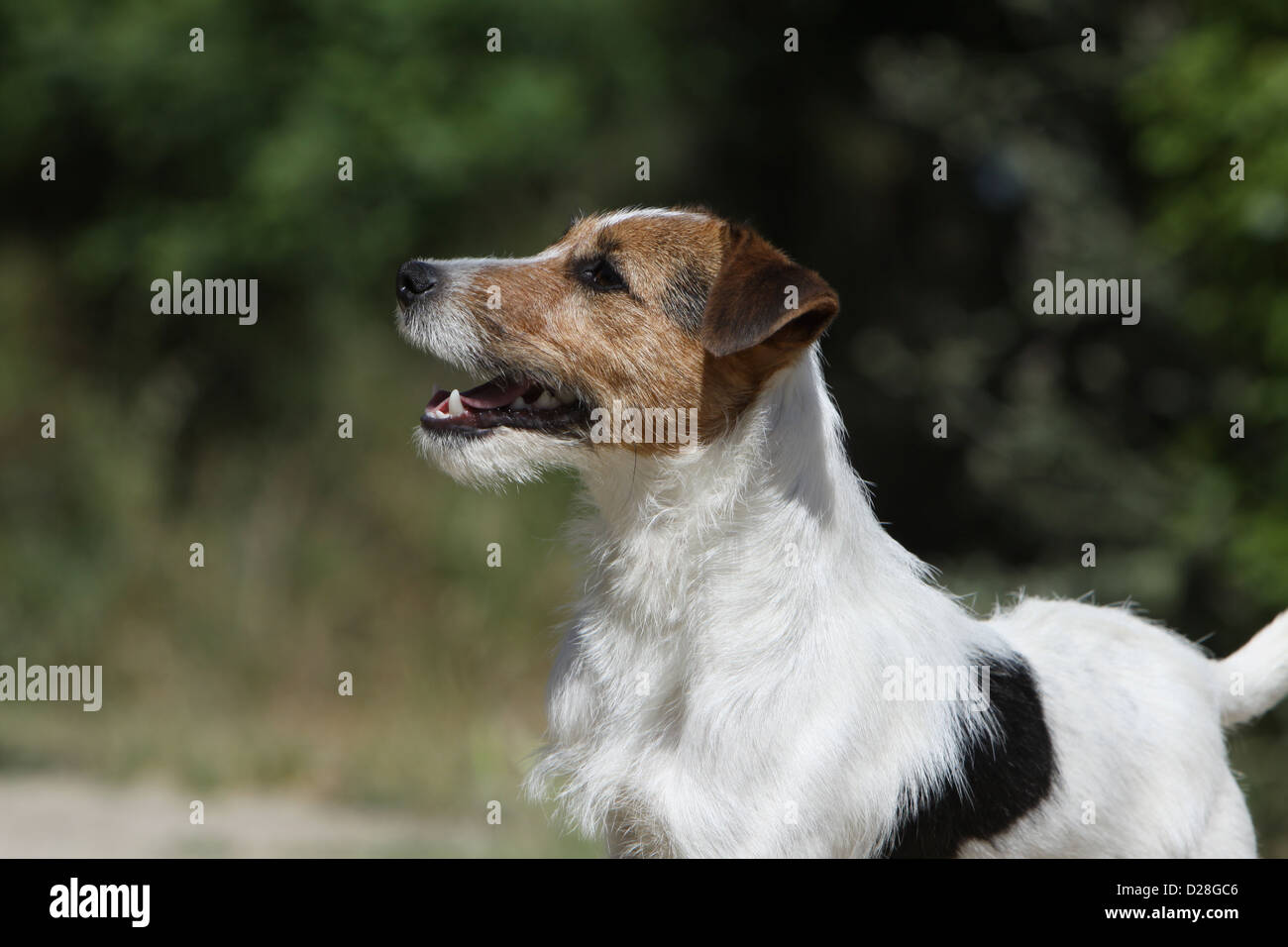 Reverend john russell hi-res stock photography and images - Alamy