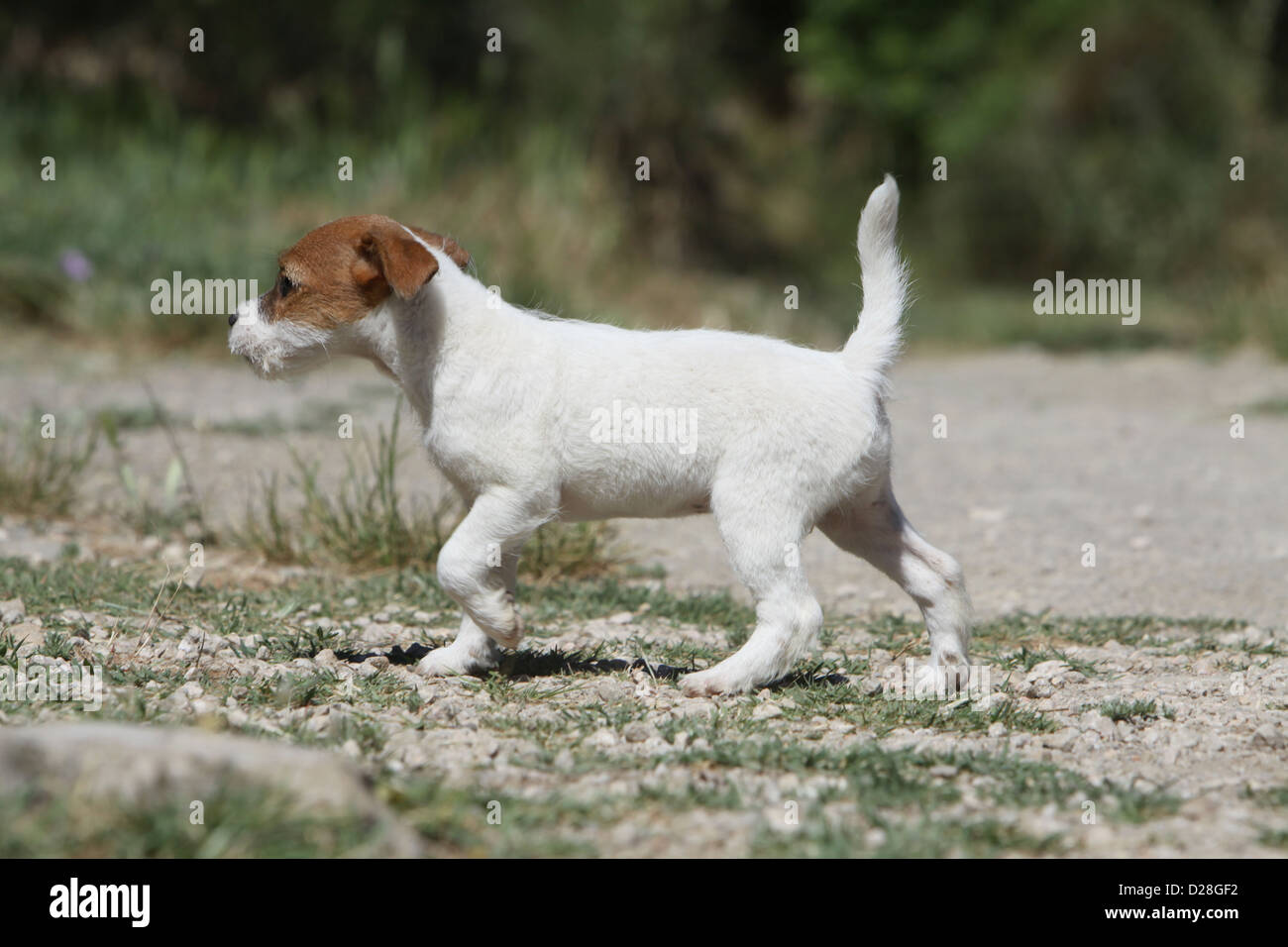 Dog Parson Russell Terrier puppy standing profile paw raised Stock ...