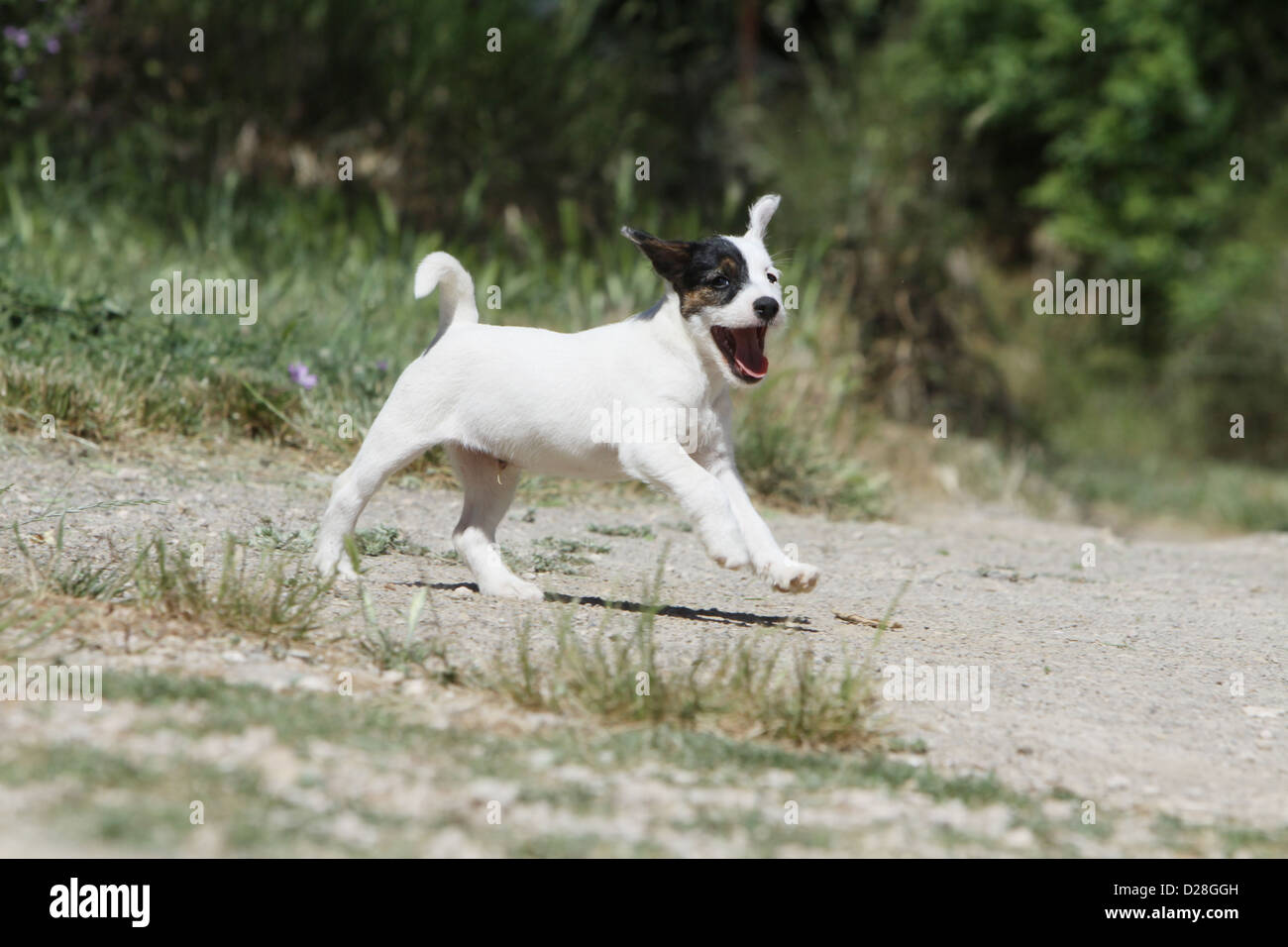 Dog Parson Russell Terrier puppy running Stock Photo - Alamy