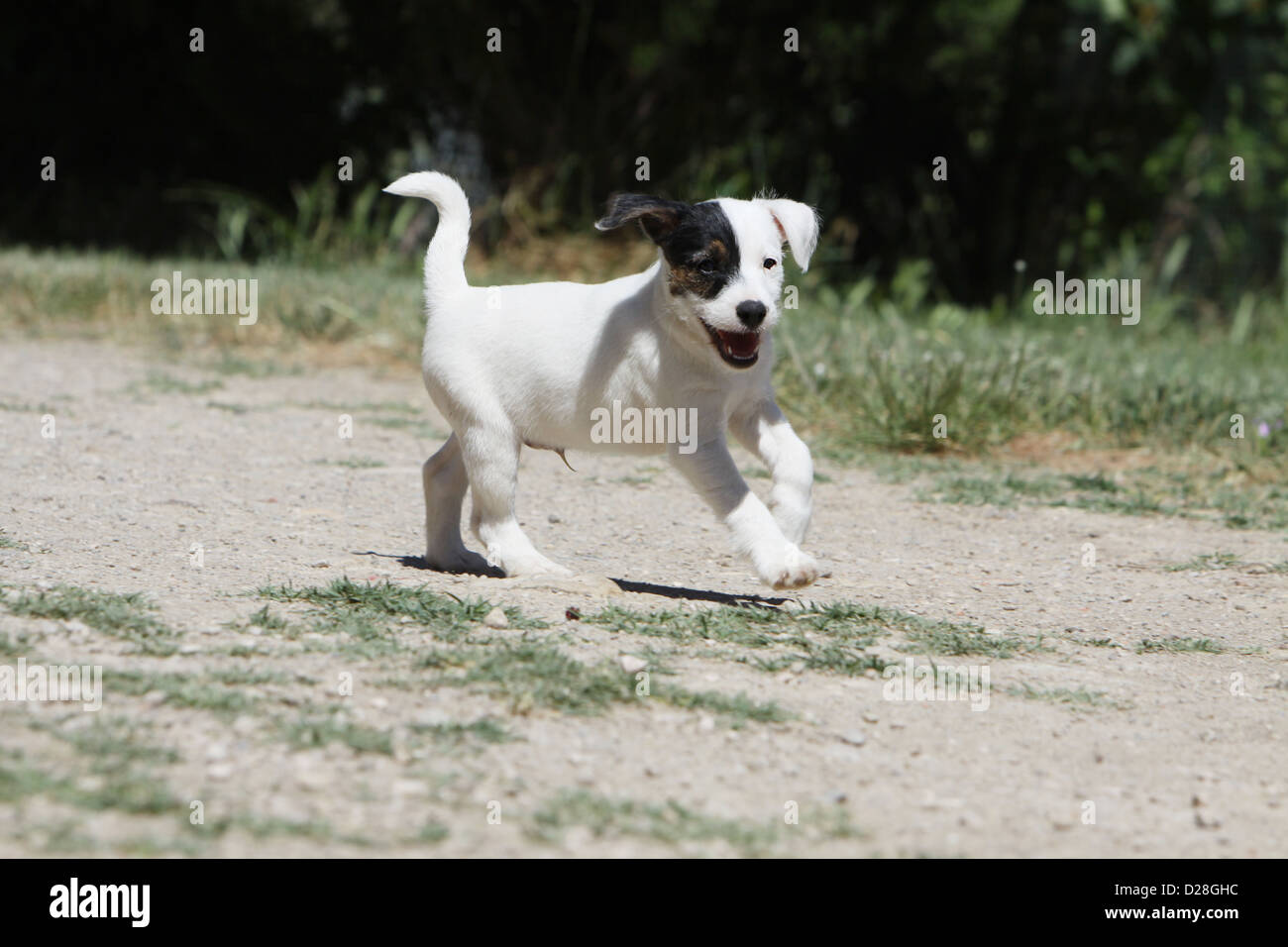 Dog Parson Russell Terrier puppy running Stock Photo - Alamy