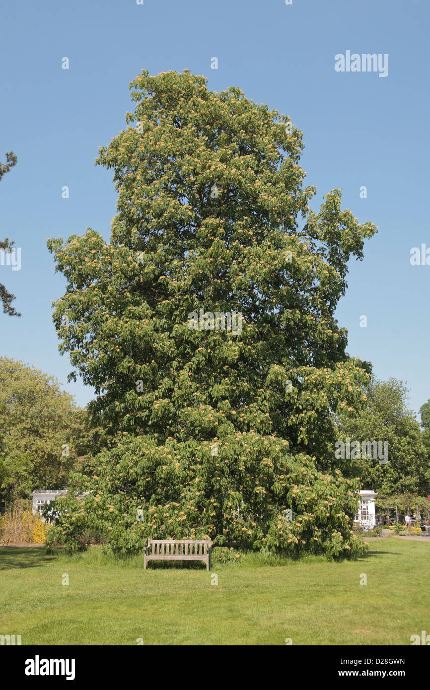 Aesculus flava hi-res stock photography and images - Alamy