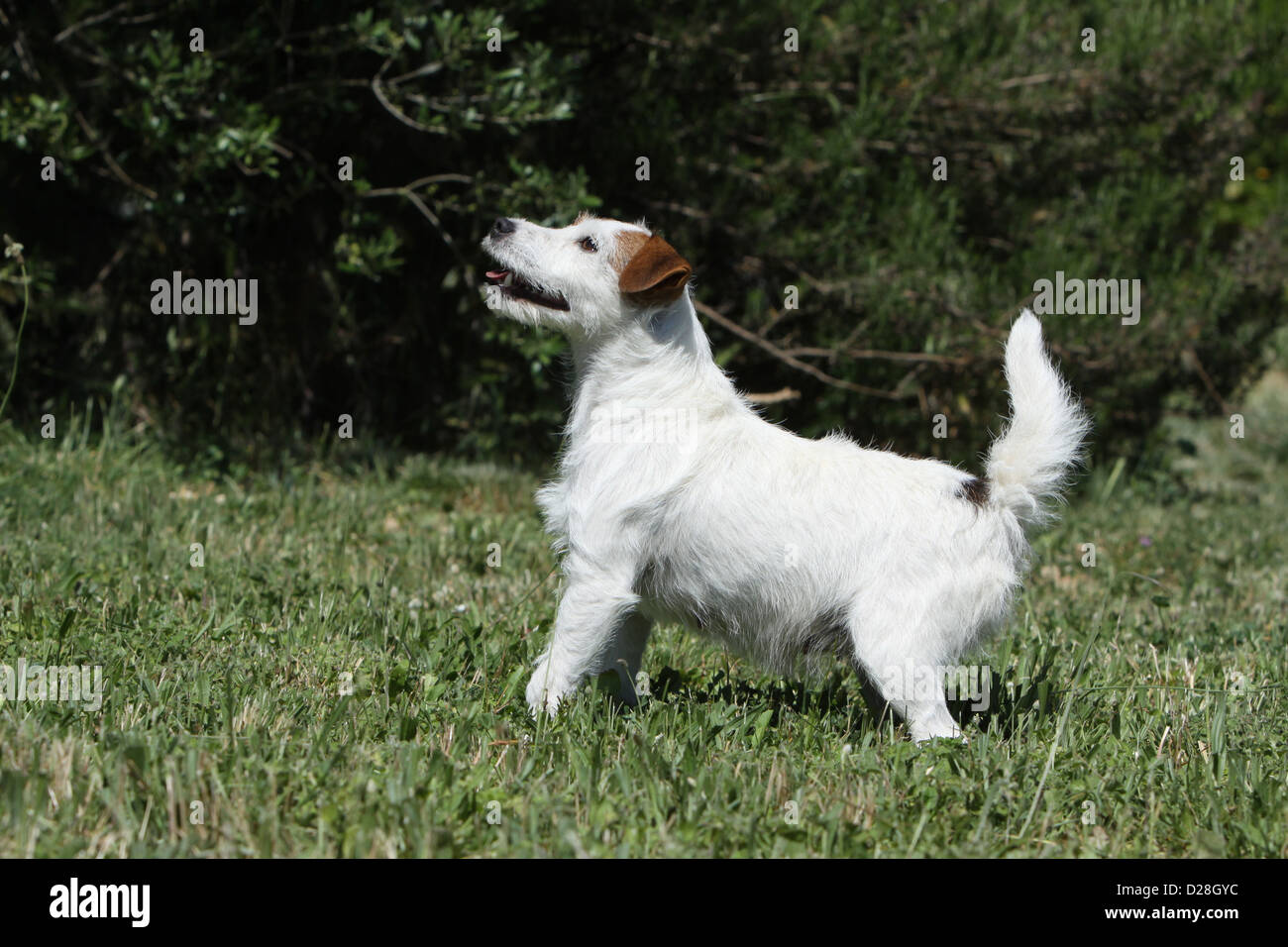 Reverend john russell hi-res stock photography and images - Alamy